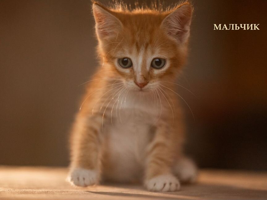 Котишки-ребятишки в поиске домашнего счастья
