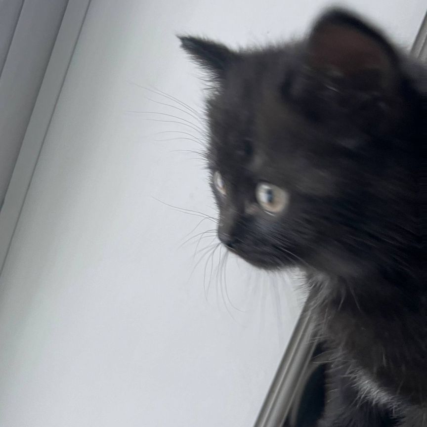 Британский короткошёрстный котёнок