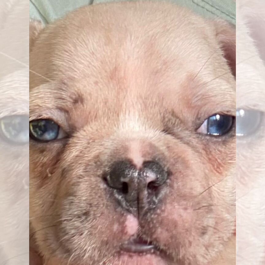 Французский бульдог, щенок