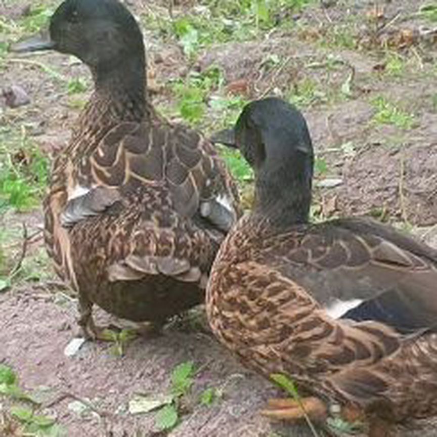 Подсадные утки для охоты