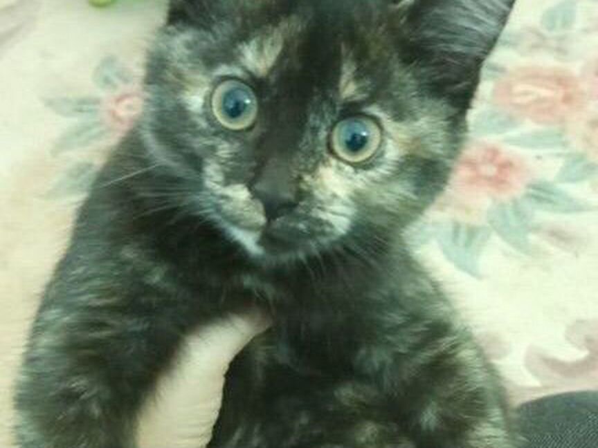 Котенок, кошечка трехцветная