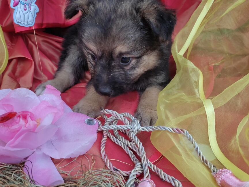 Щенки бесплатно