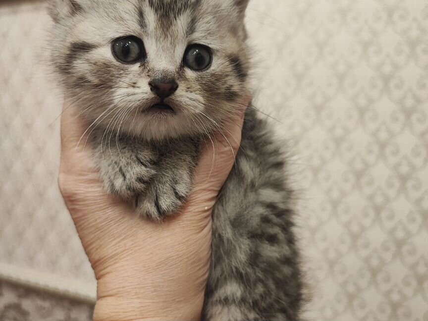 Котик.Шотландкая порода