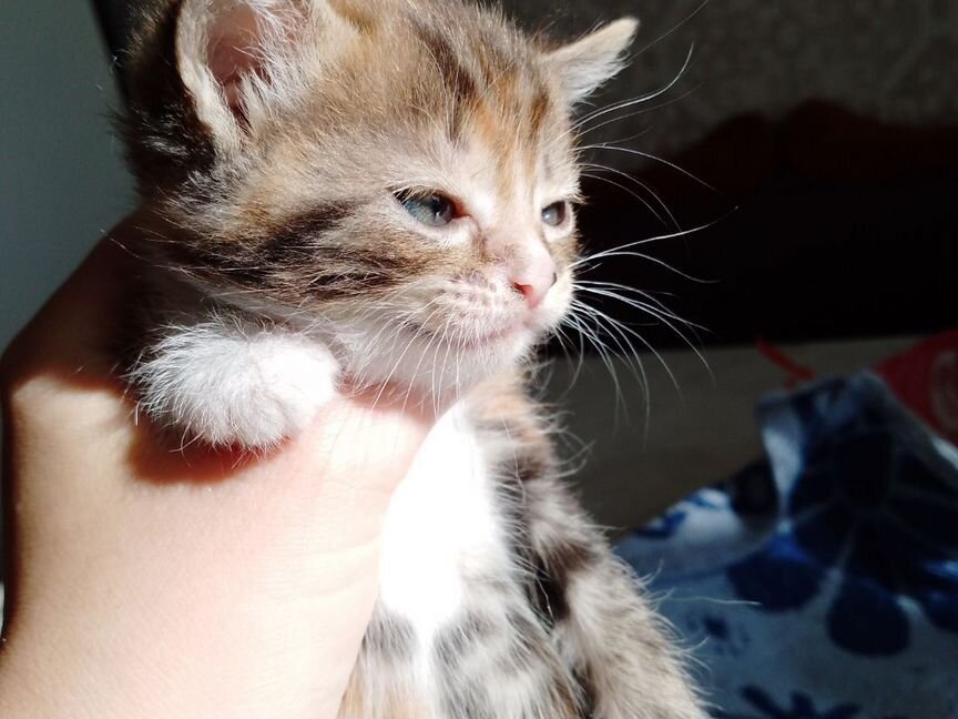 Котята, Шотландские