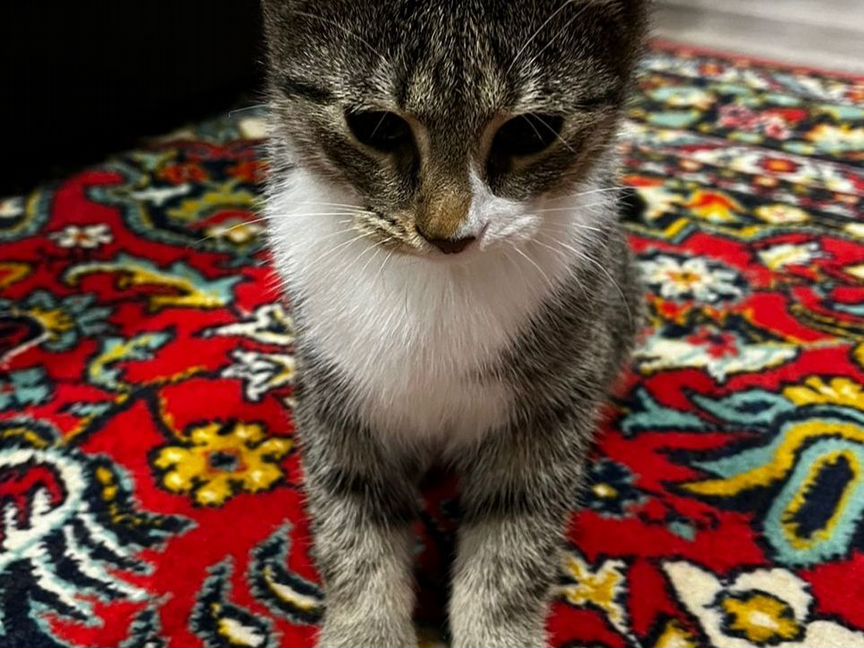 Кот породы Дворянин