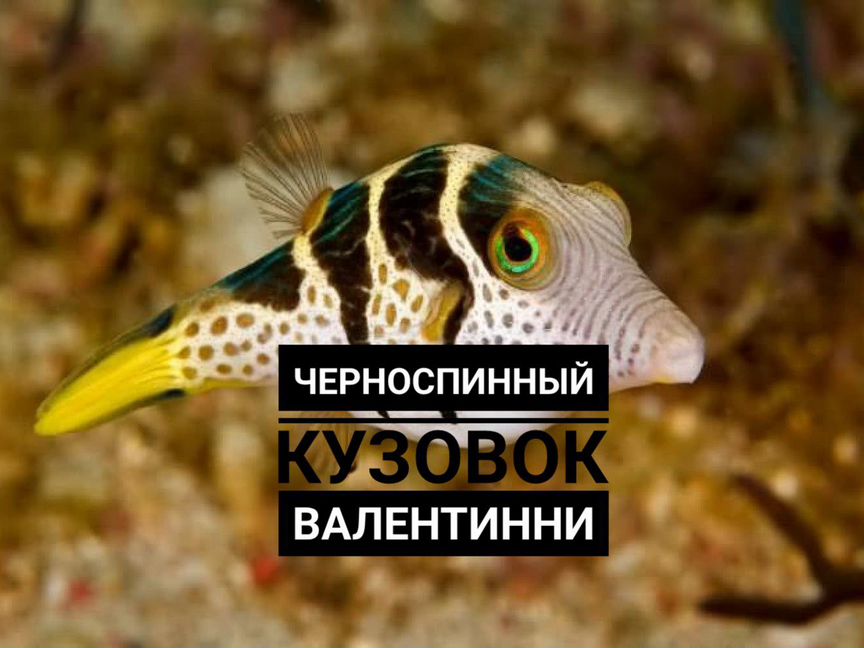 Черноспинный кузовок Валентинни (рыбка в наличии)