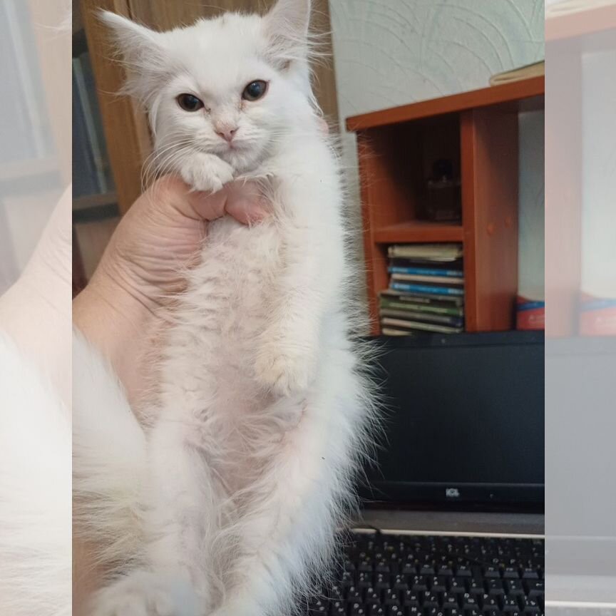 Котята Персидские ангелочки девочки