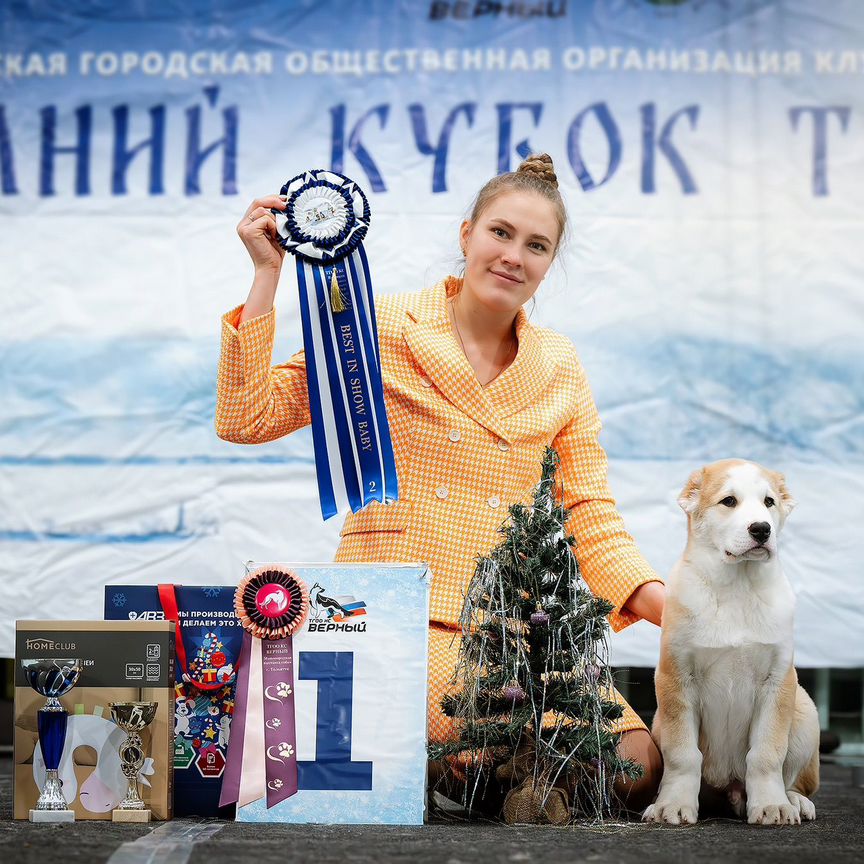 Среднеазиатская овчарка (алабай)
