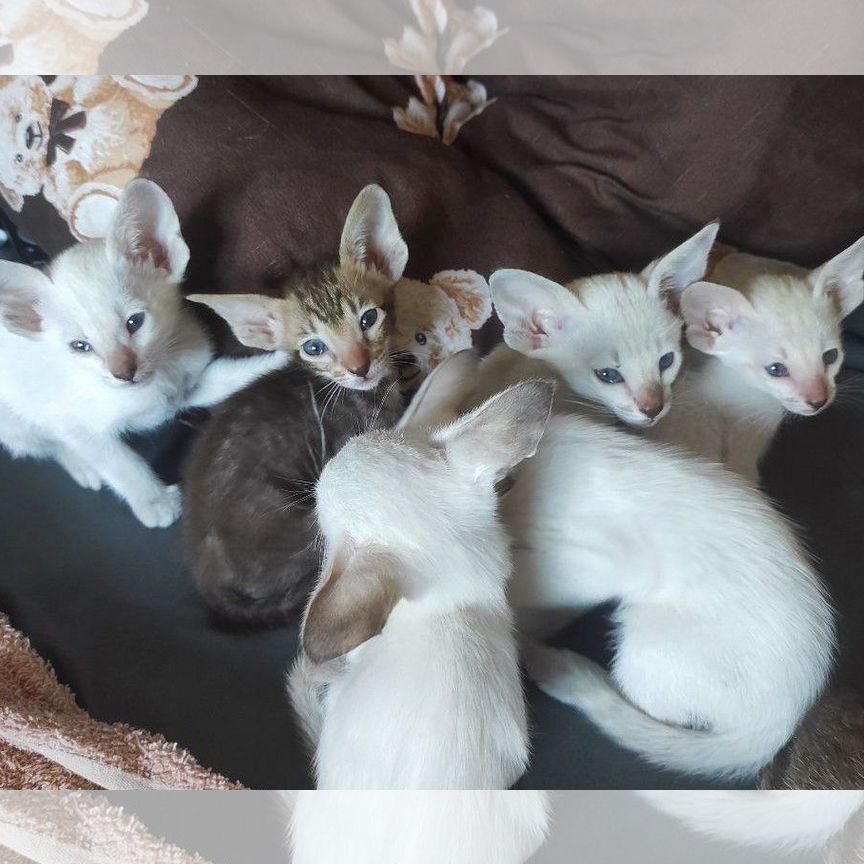 Ориентальный котёнок