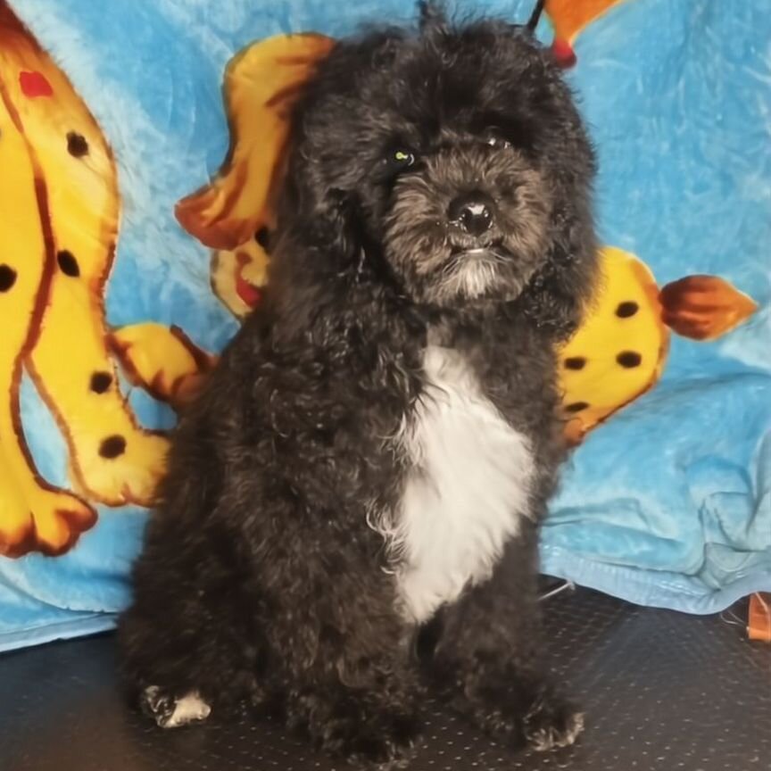 Пудель, щенок