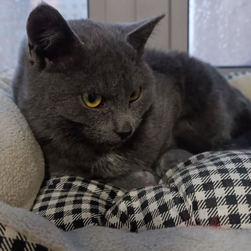 Большой дымчатый котёнок