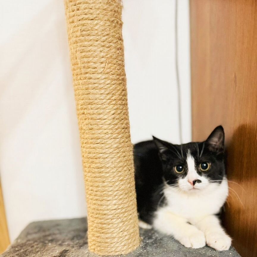 Котенок в добрые руки