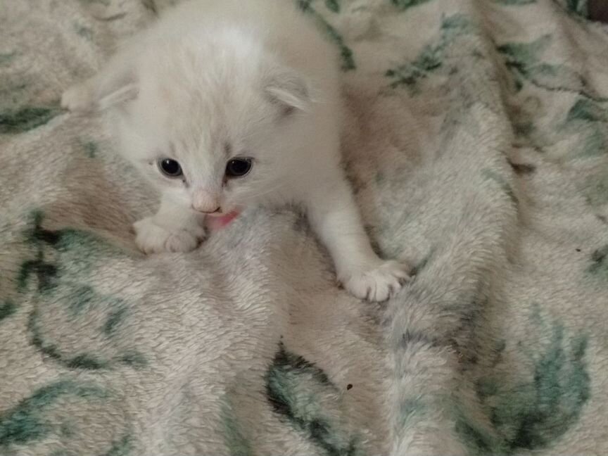 Кошка