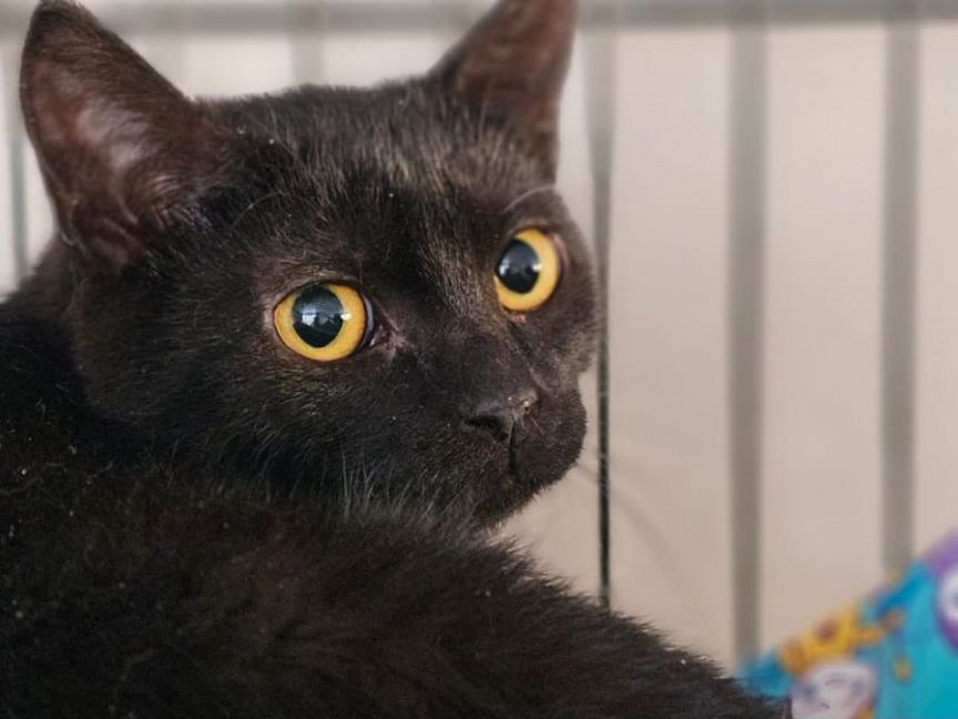 Три сестрички в добрые ручки