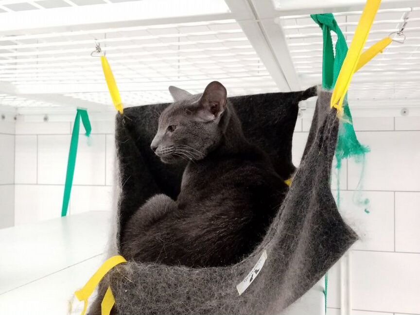 Отдам кошку в добрые руки, стерилизована