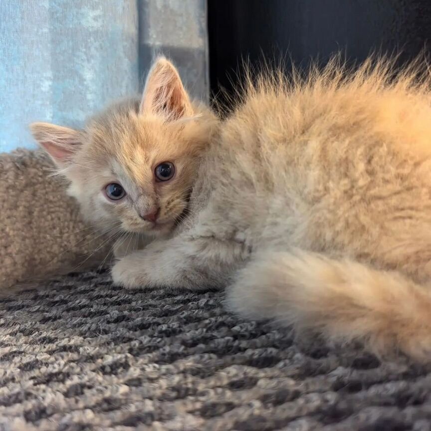 Сибирский котёнок