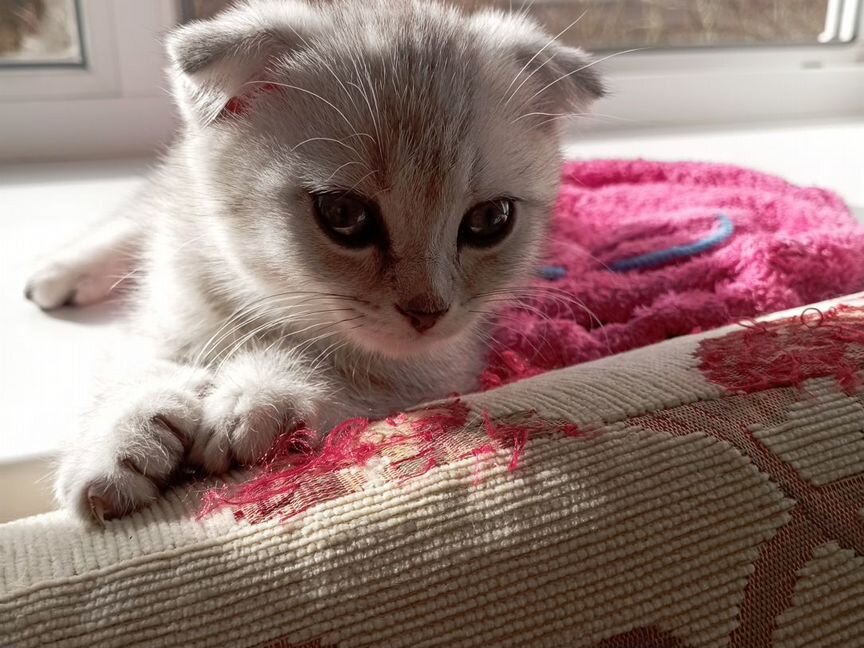 Котята шотландские