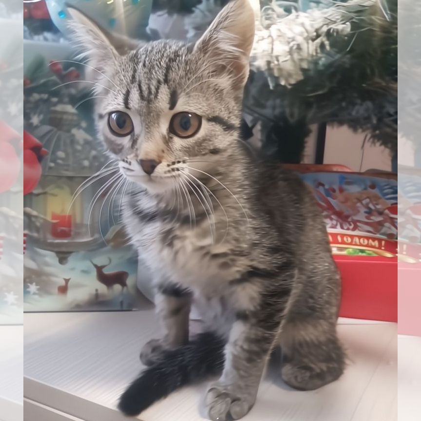 Котёнок в добрые руки