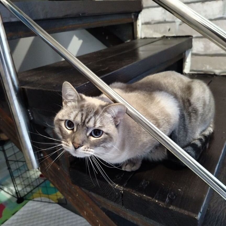 Котик ищет дом