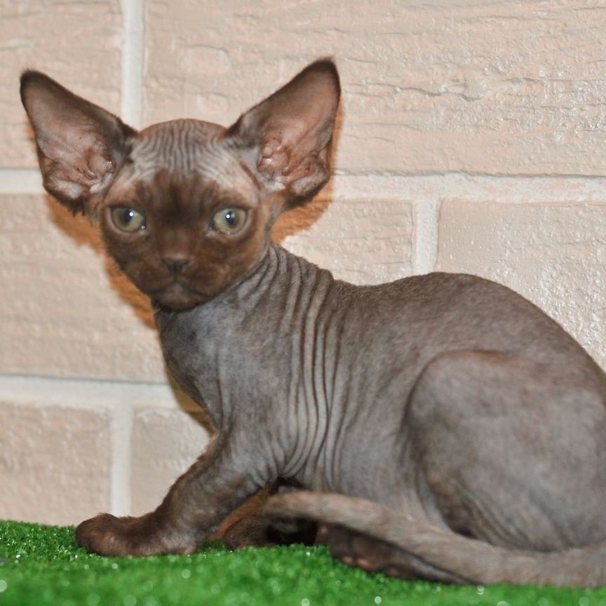 Devon rex котенок