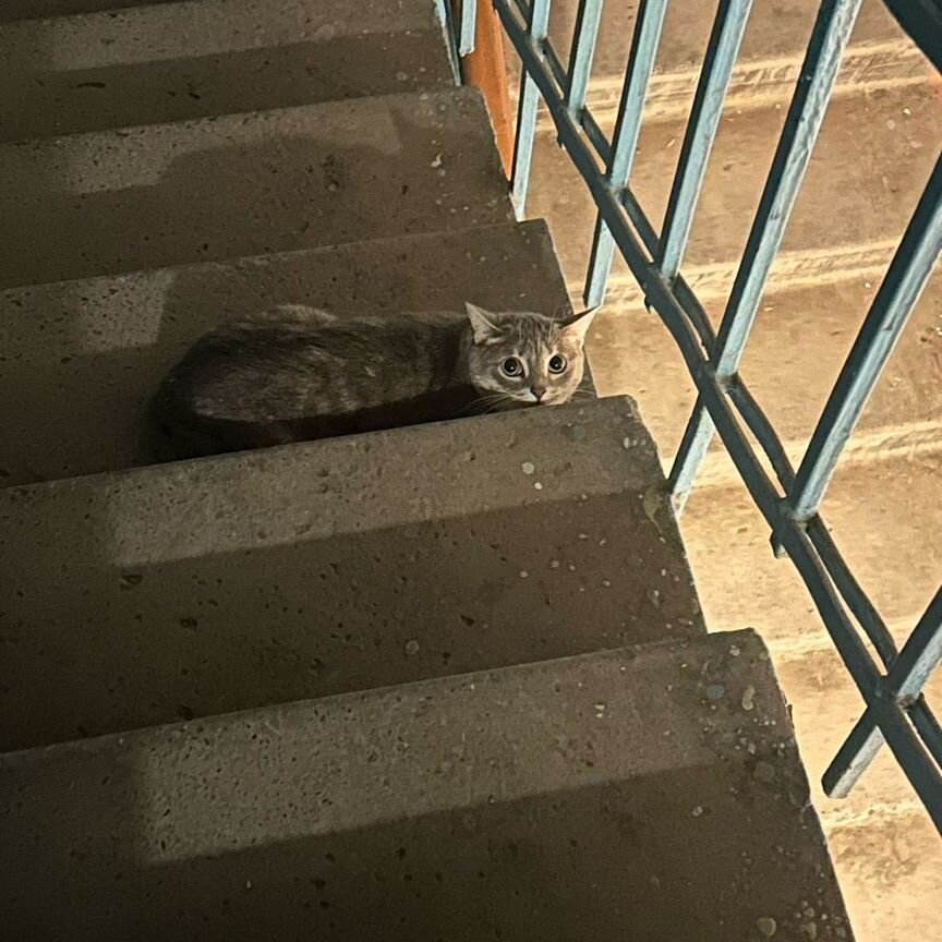 Найдена кошка