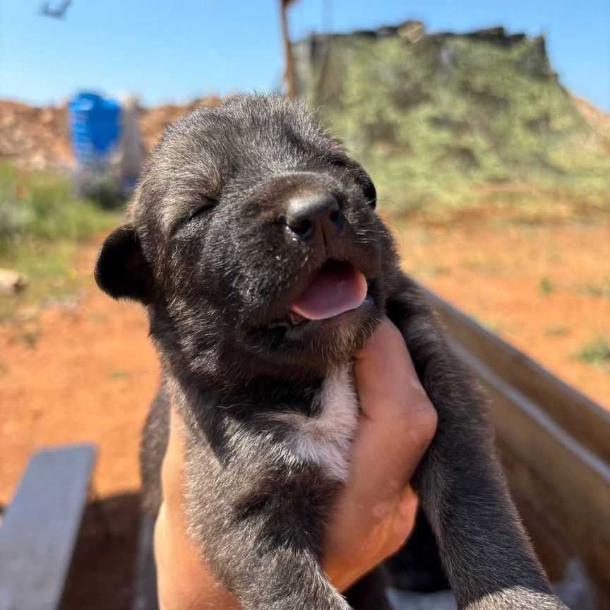 Щенки в добрые руки