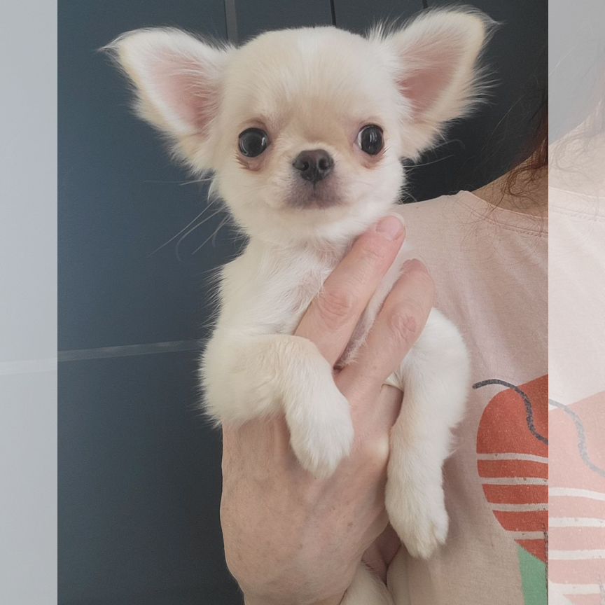 Чихуахуа, щенок