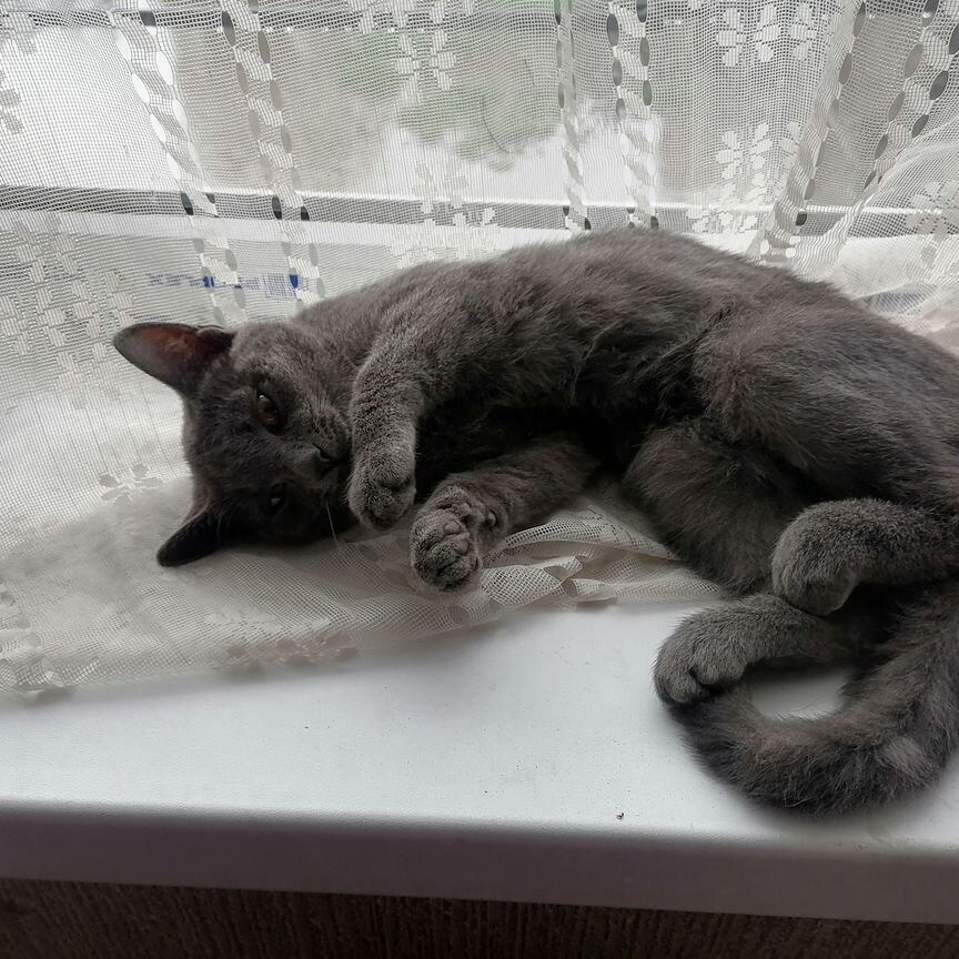 Дымчатая кошка