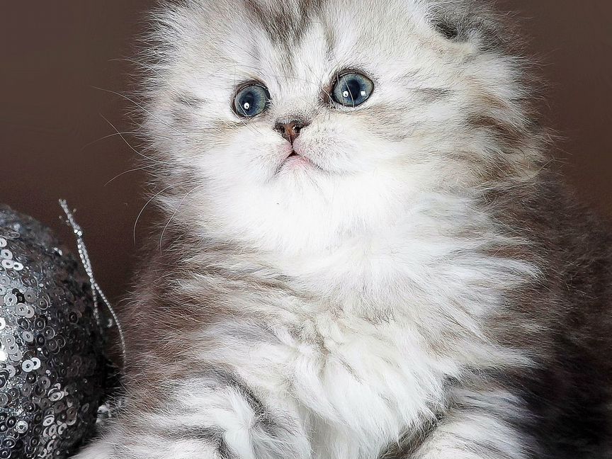 Вислоухие котята