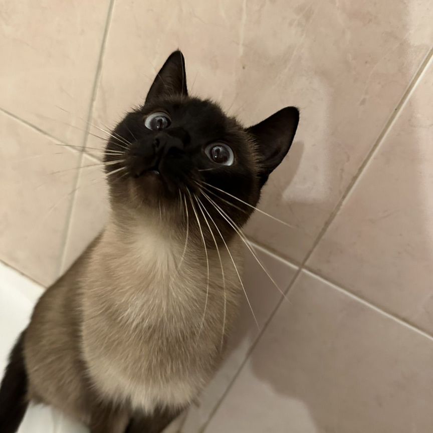 Кошка сиамская