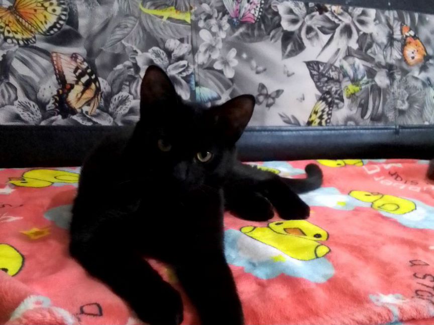 Кошка