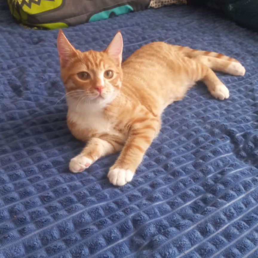 Котята в добрые руки приучены к лотку