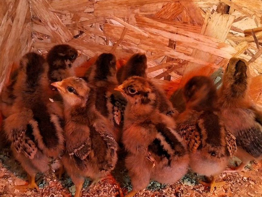 Цыплята несушки Барневельдер золото