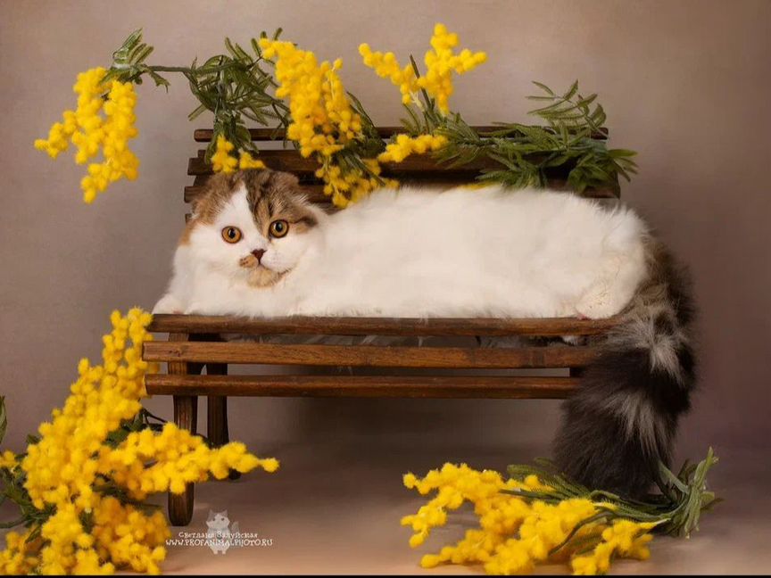 Кошечка хайленд фолд