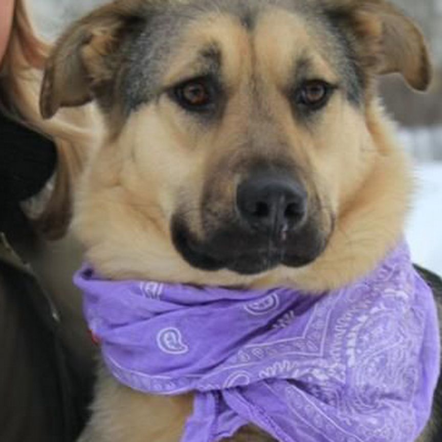 Собака Брусника в добрые руки Девочка палевая