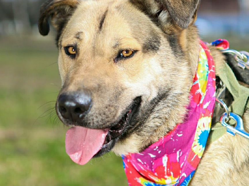 Самый преданный пес верит в удачу