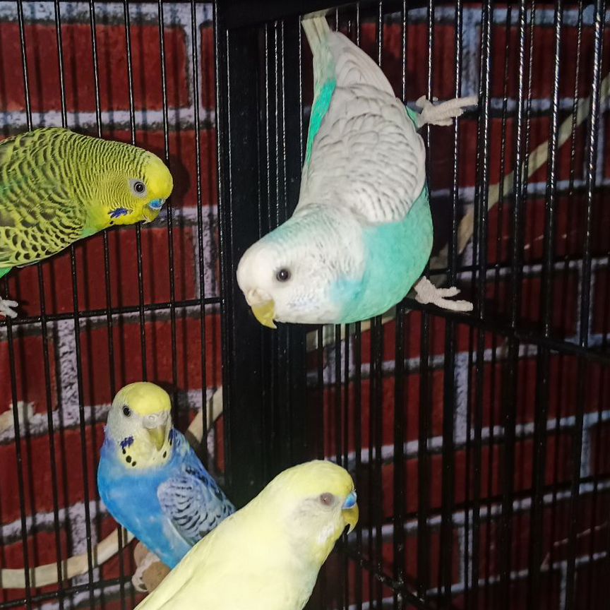 Волнистый попугай 2 дев.и 1 мал