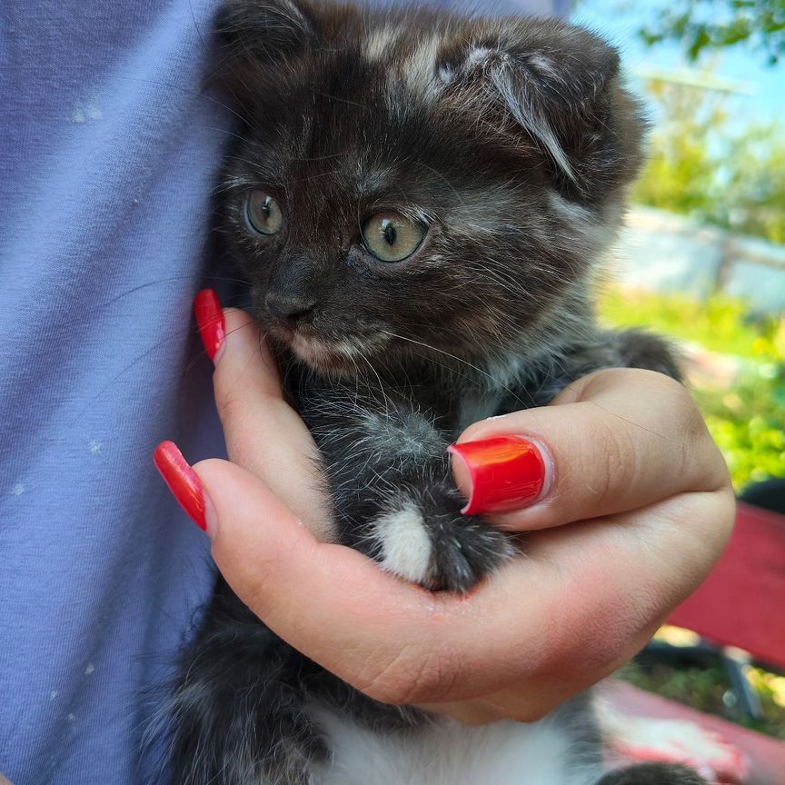 Шотландский вислоухий короткошёрстный котёнок