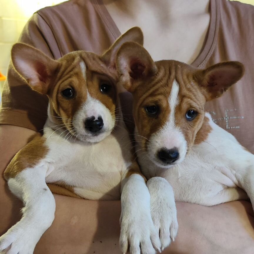 Щенки басенджи
