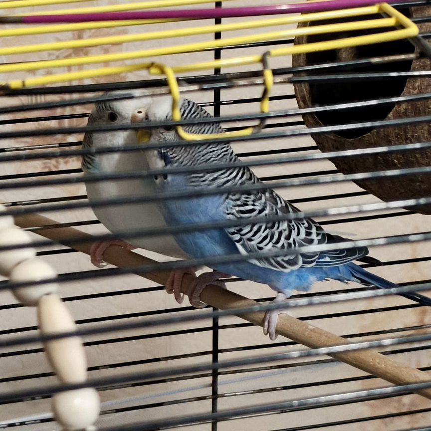 Волнистый попугай с клеткой