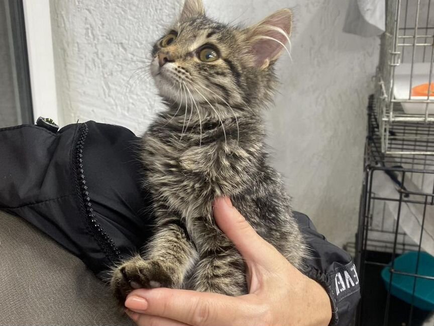 Котенок девочка в добрые руки
