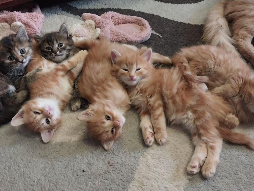 Отдам в добрые руки котят