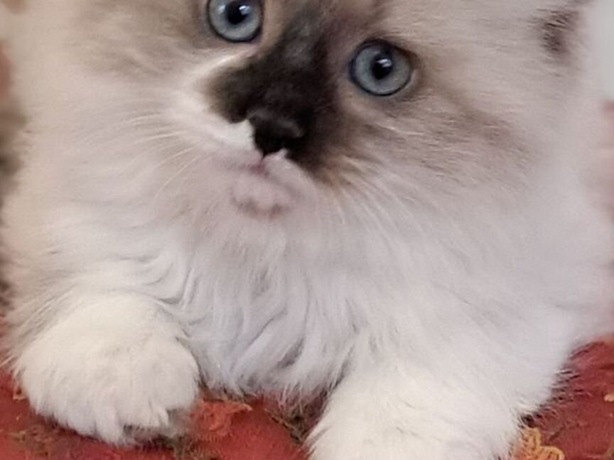 Котенок рэгдолл 2мес