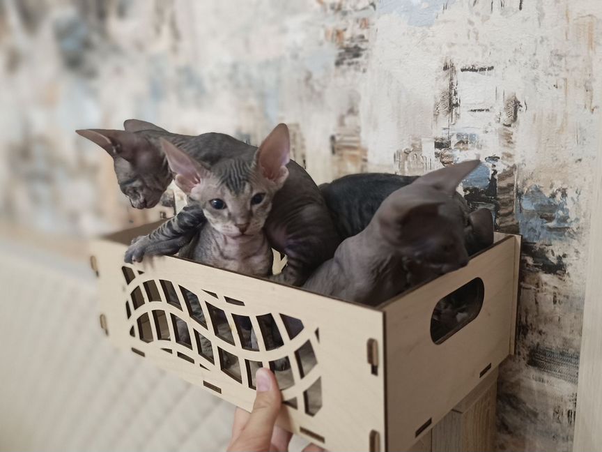 Котята сфинкс