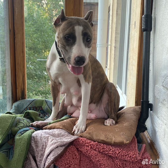 Щенята девчата стафф