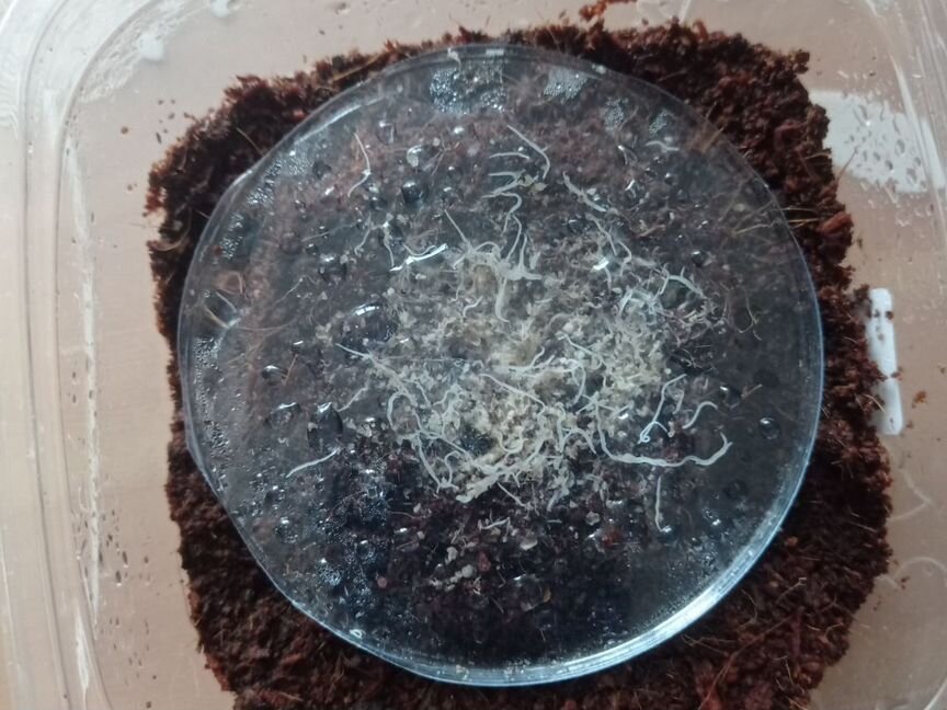 Гриндальский червь