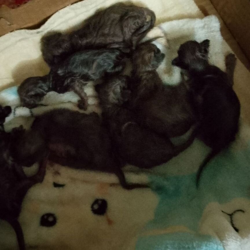 Ориентальный котёнок