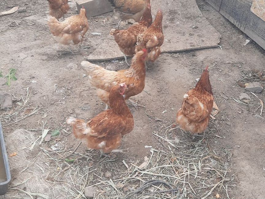 Куры несушки