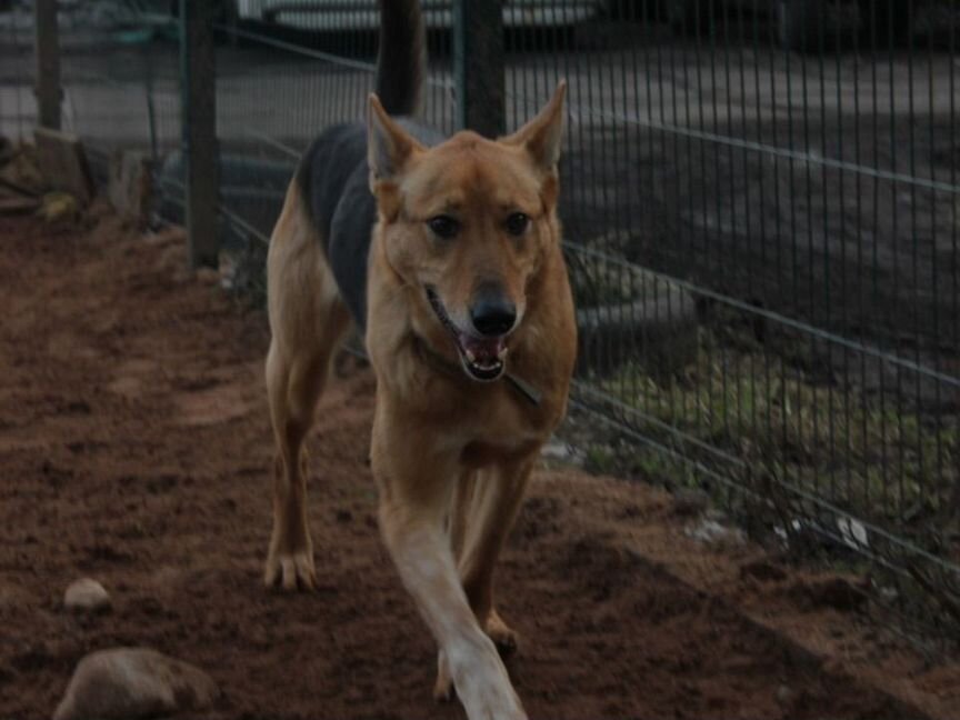Гердушка в добрые руки,бесплатно