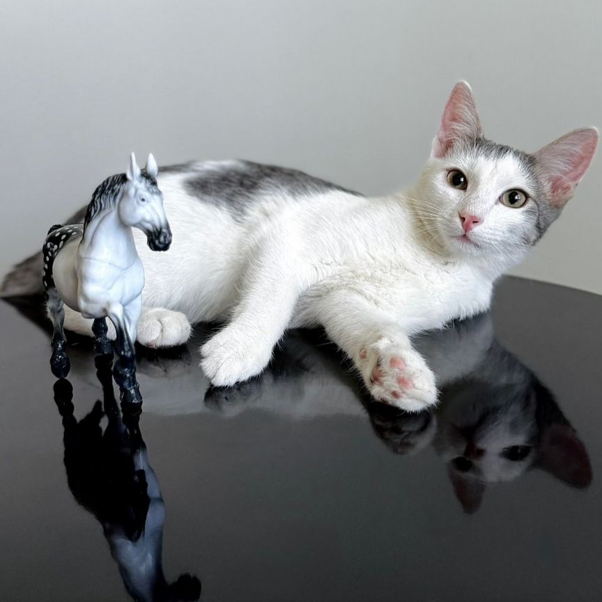 Котёнок в добрые руки